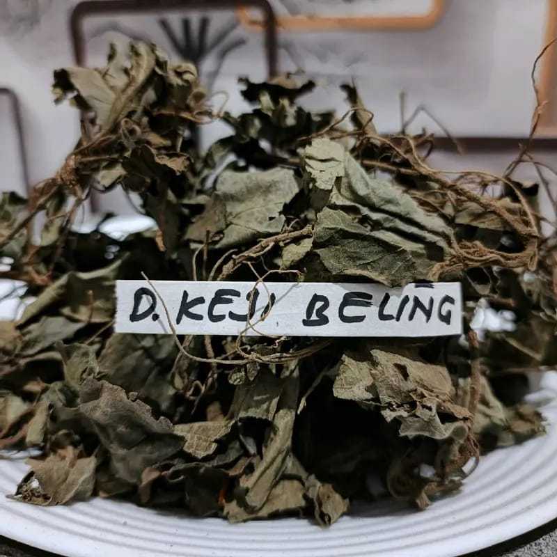 Jual Daun Keji Beling Kering 50gr | Pecah Beling Asli Hutan 50gr ...