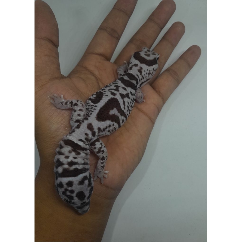 Jual african fat tailed gecko | Shopee Indonesia