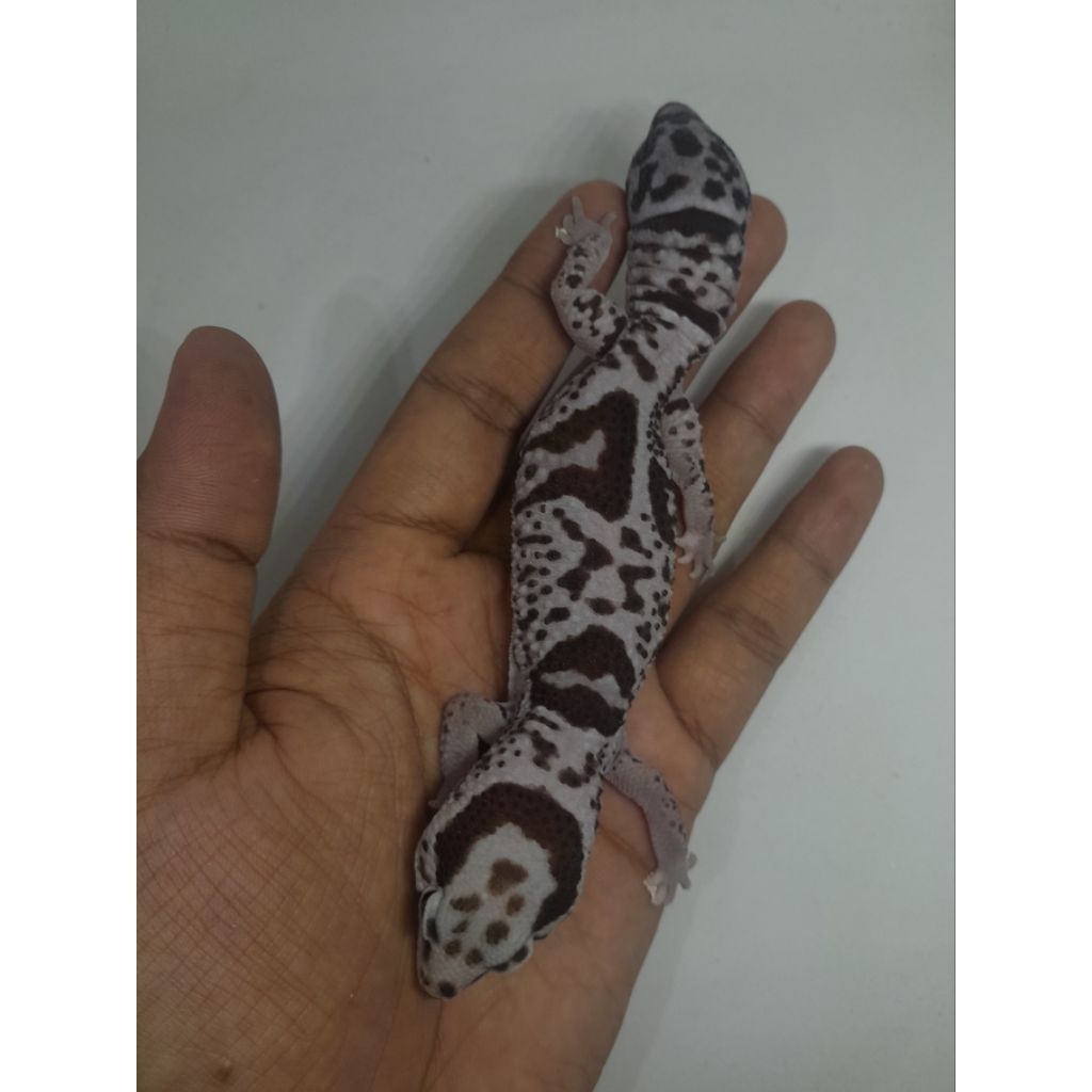 Jual african fat tailed gecko | Shopee Indonesia