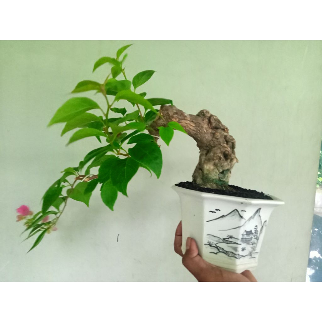 Jual bahan bonsai bogenvil sudah berbunga air terjun realpict | Shopee ...