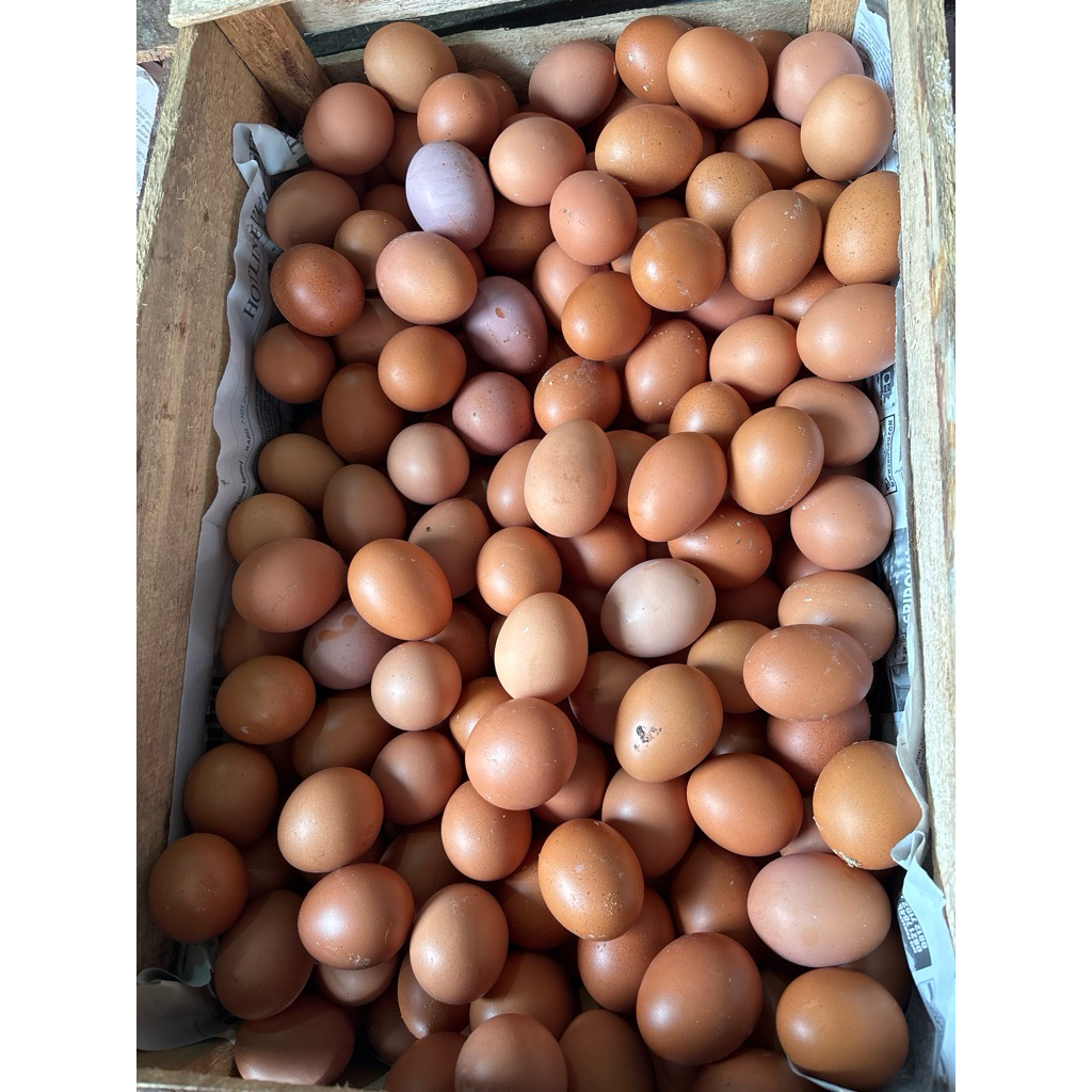 Jual Telur 1 Peti Terlengkap & Harga Terbaru Mei 2026 | Shopee Indonesia