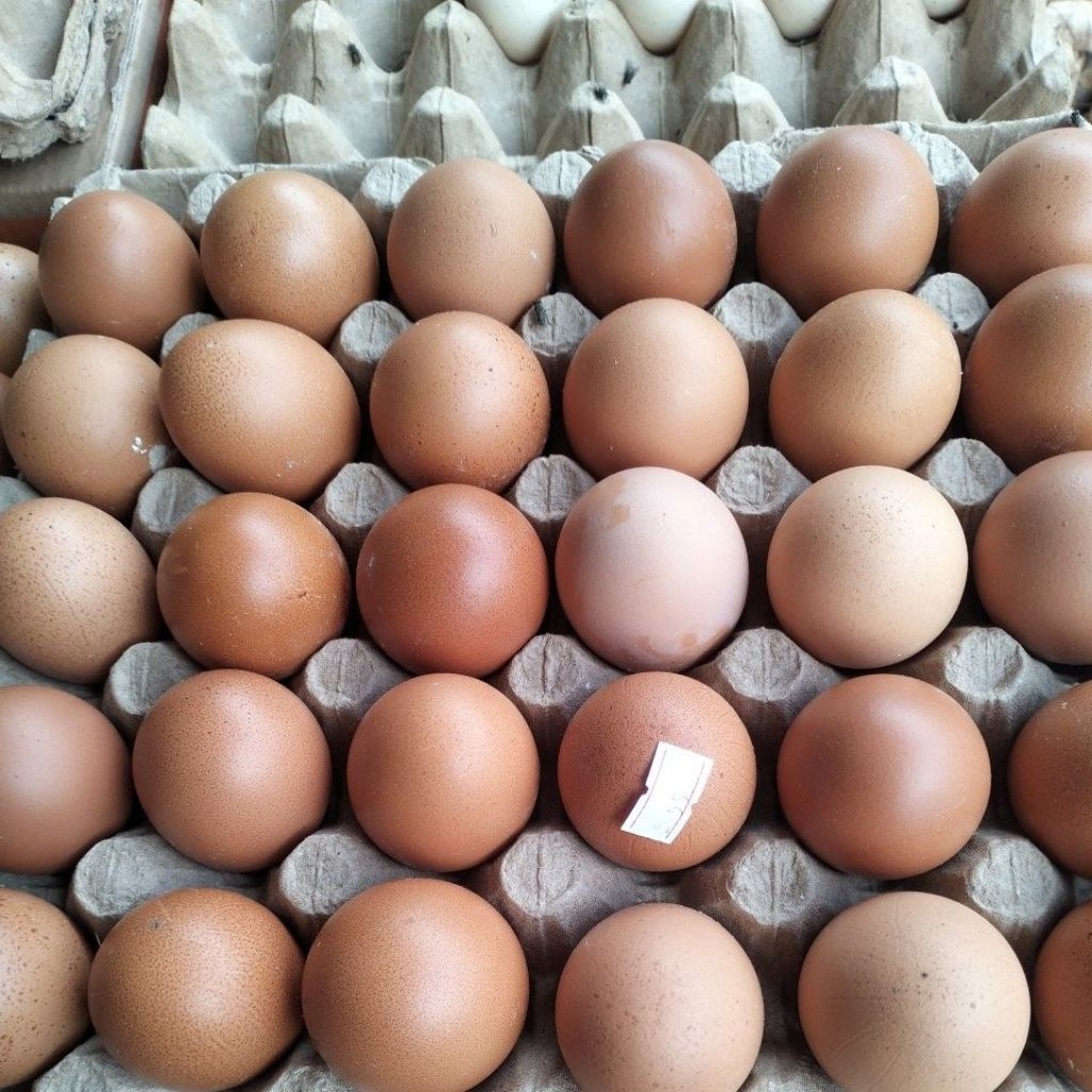 Jual Telur Ras /telur ayam fress | Shopee Indonesia