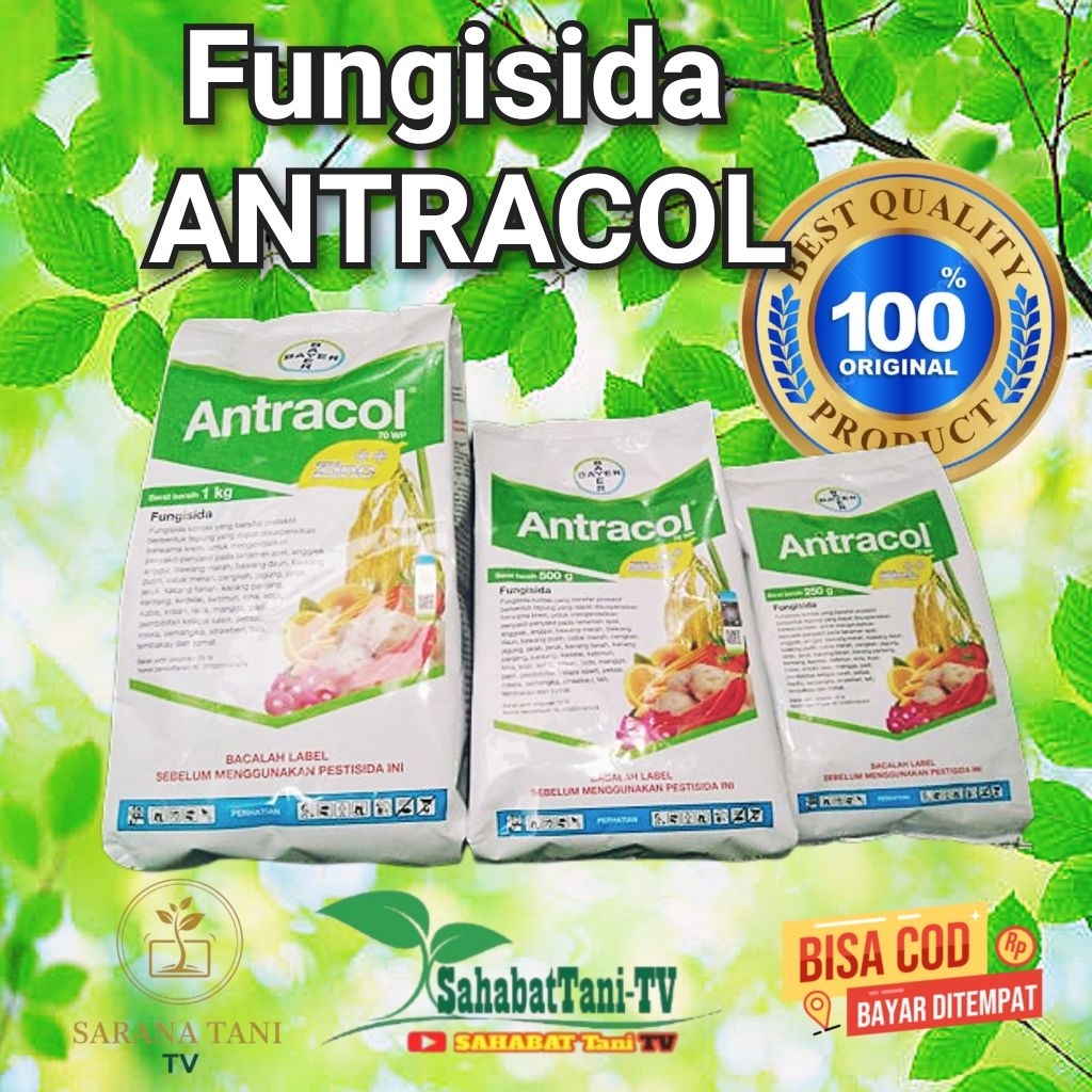 Jual ANTRACOL 70WP 250Gr efektif mengendalikan berbagai penyakit ...