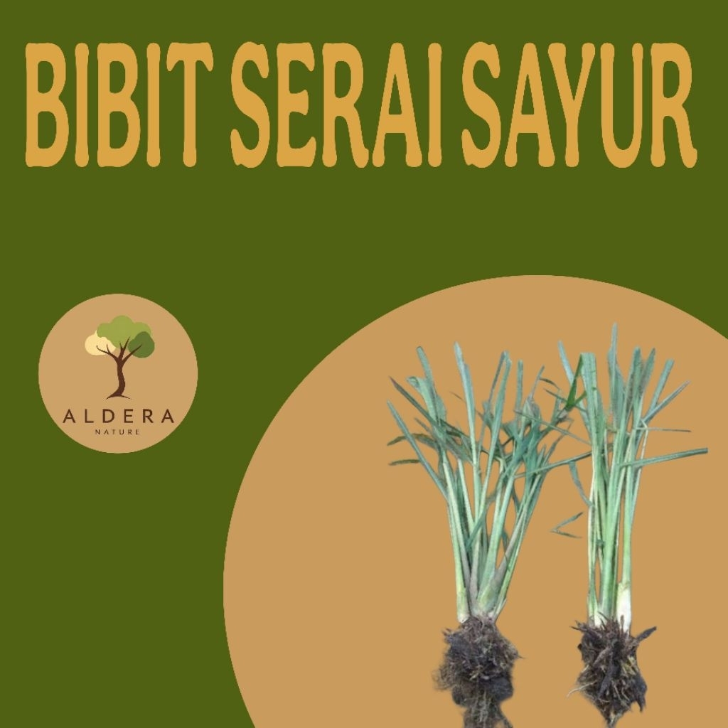 Jual Bibit Serai sayur Harga murah kualitas terbaik | Shopee Indonesia
