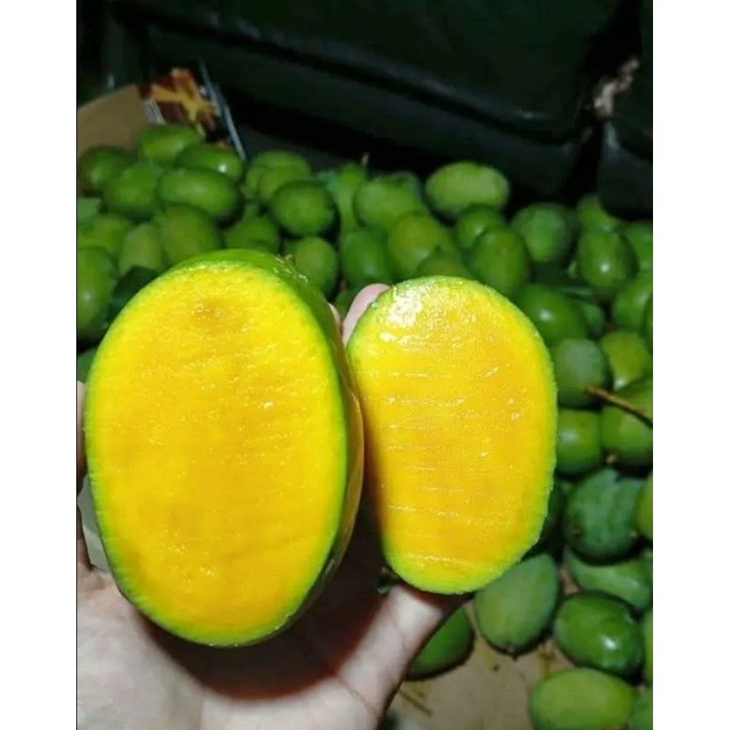 Jual MANGGA KWENI MIX MENGKAL & MATANG SEGAR 1 kg | Shopee Indonesia