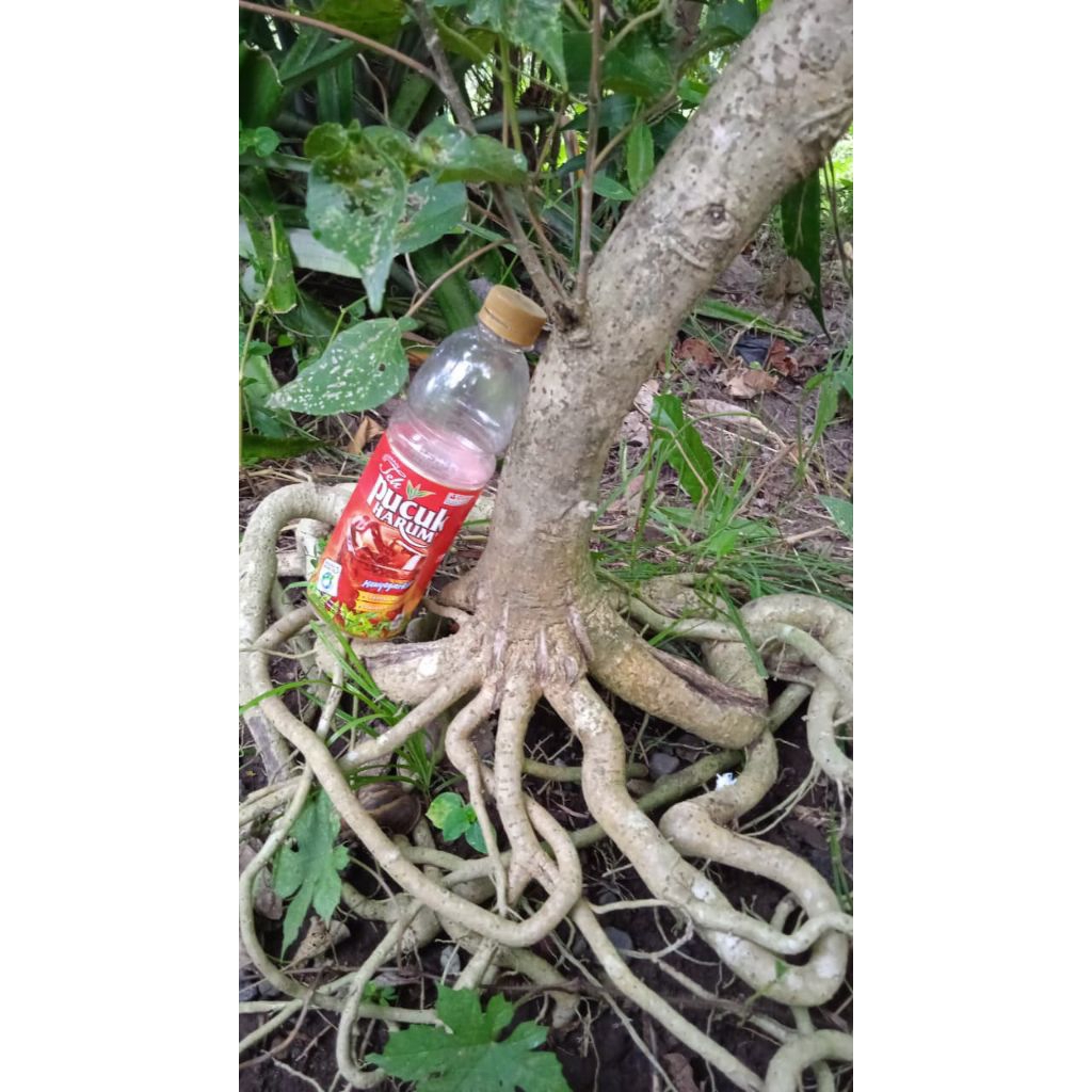 Jual Bahan bonsai waru wayang akar keliling | Shopee Indonesia