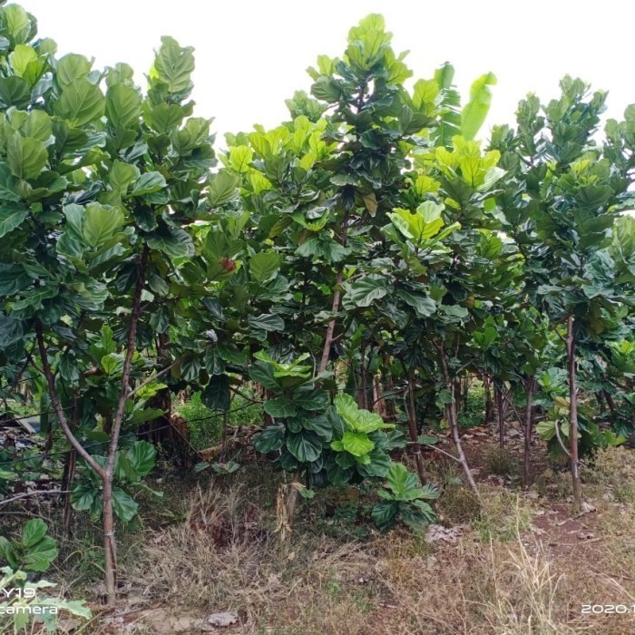 Jual Pohon Ketapang Biola Cantik Tinggi 3,5 Meter / Pohon Hias Peneduh ...