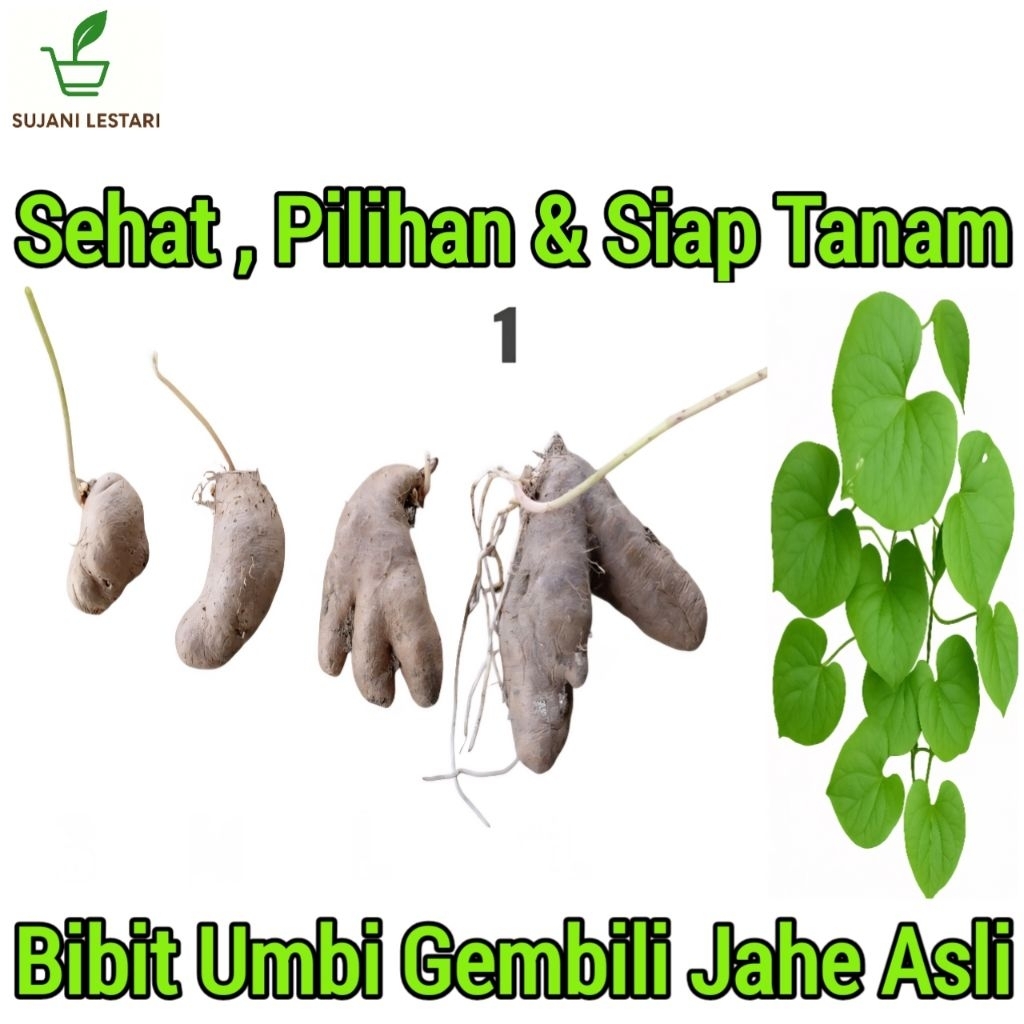 Jual Bibit Umbi Gembili Jahe Asli,Sehat Siap Tanam - SUJANI LESTARI ...