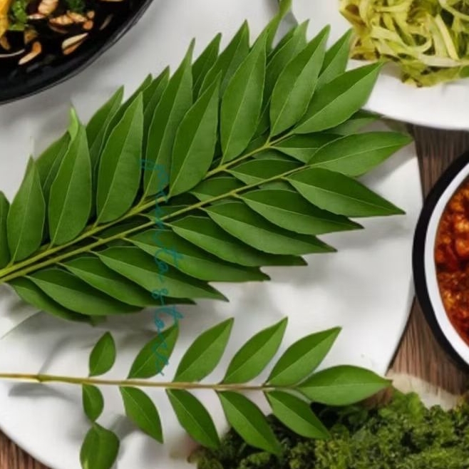 Jual Daun kari segar/Daun salam koja /Daun kare segar /Fresh curry leaf ...