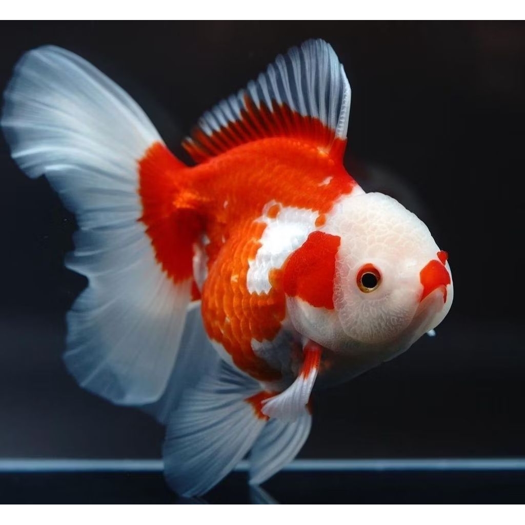 Jual koki panda dan ikan mas koki panda 3 color fish gold koky / ikan ...