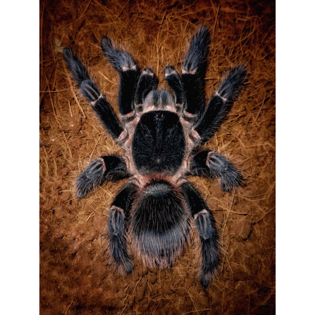 Jual display tarantula - LASIODORA PARAHYBANA 15cm "female" | Shopee ...