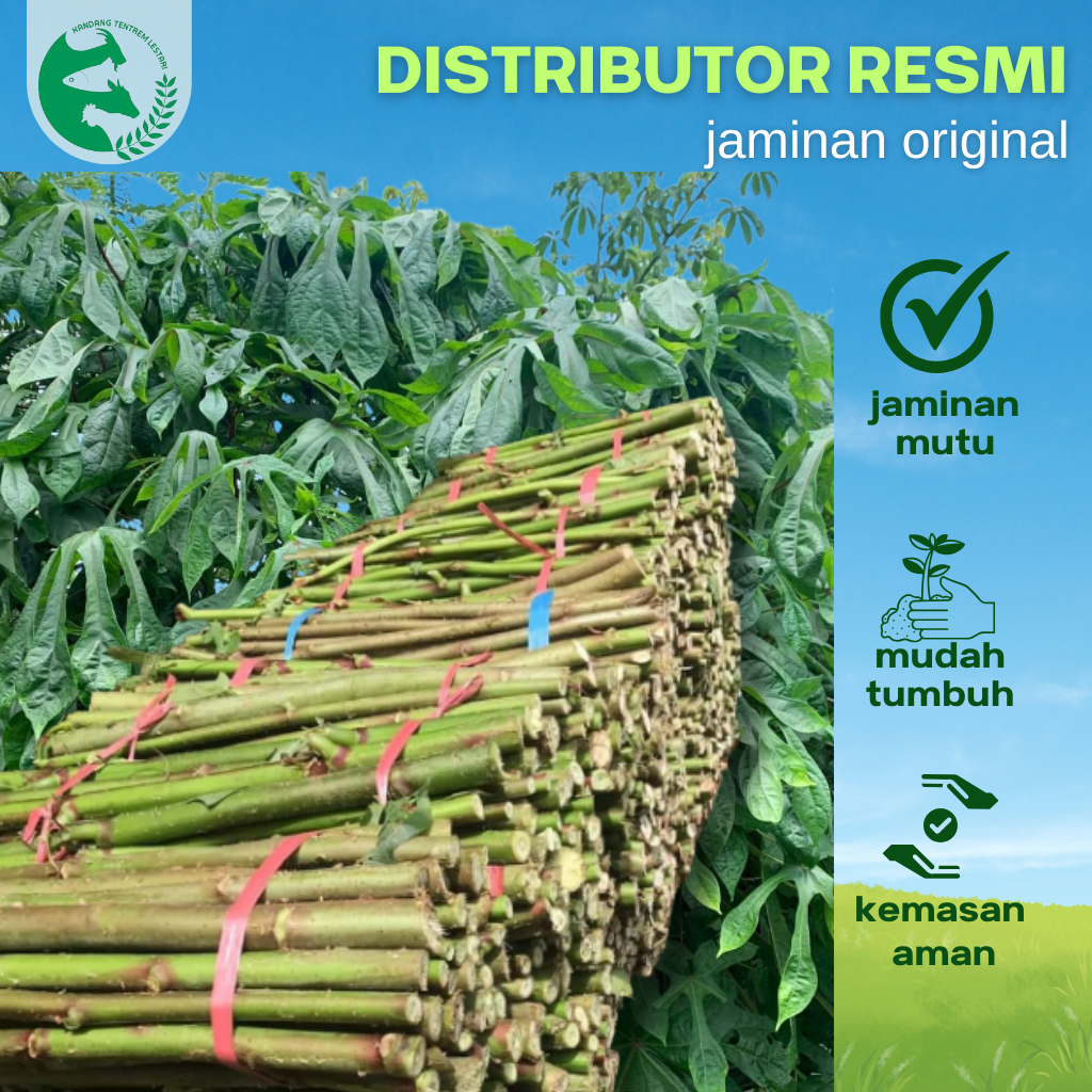 Jual Bibit Telo Papua 1 Kg Bonus Indigofera 15 gram Pakan Ternak ...