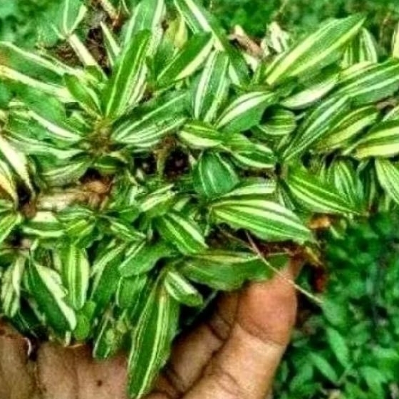 Jual 2 Meter Persegi Rumput Gajah Mini Variegata Siap Tanam | Shopee ...