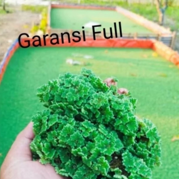 Jual Bibit Azolla Super Premium Kemasan Plastik 1kg Benih Azolla ...