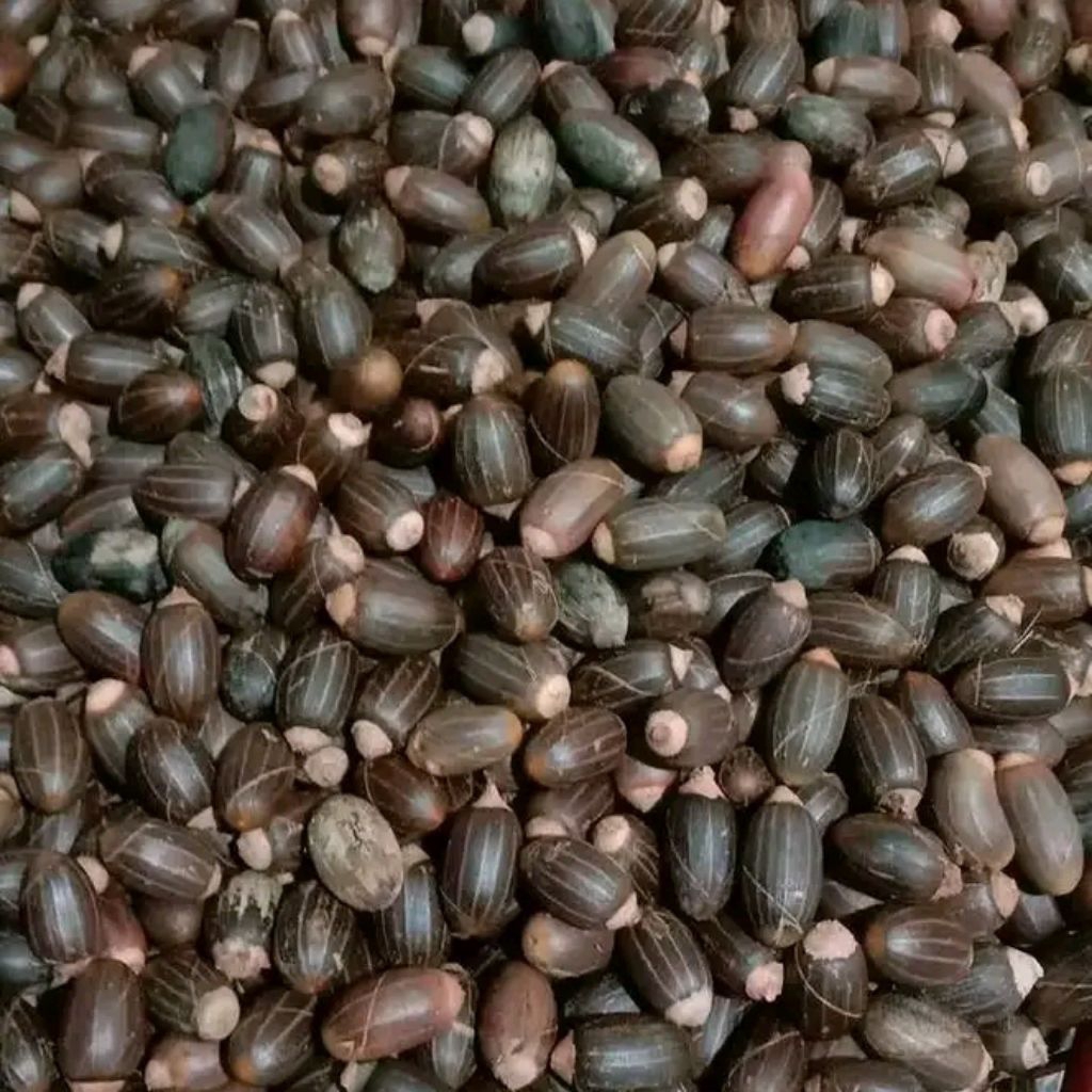 Jual 1kgg Biji melinjo / kletek / tangkil | Shopee Indonesia