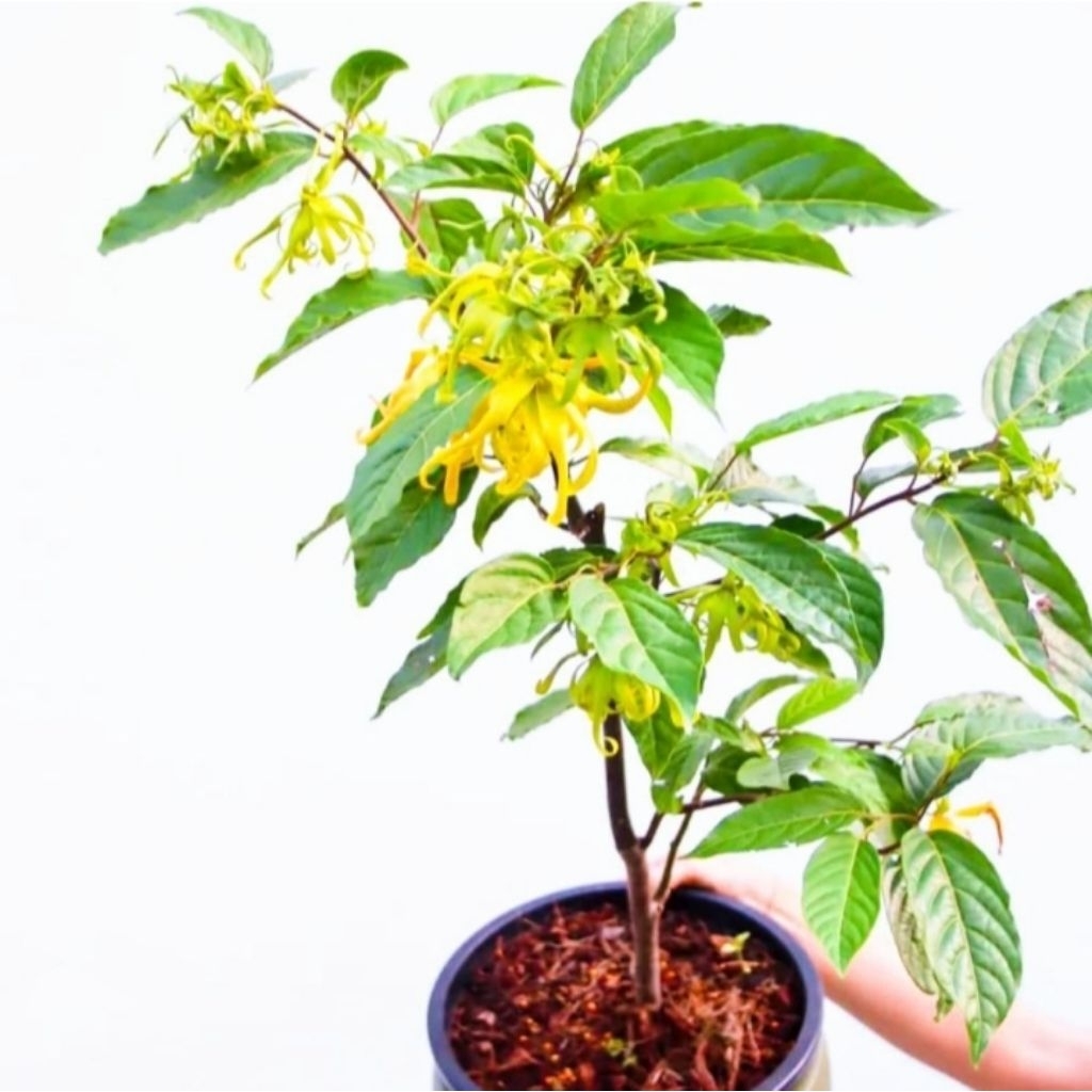 Jual Bibit Bunga Kenanga Cangkok Tinggi 50cm | Shopee Indonesia