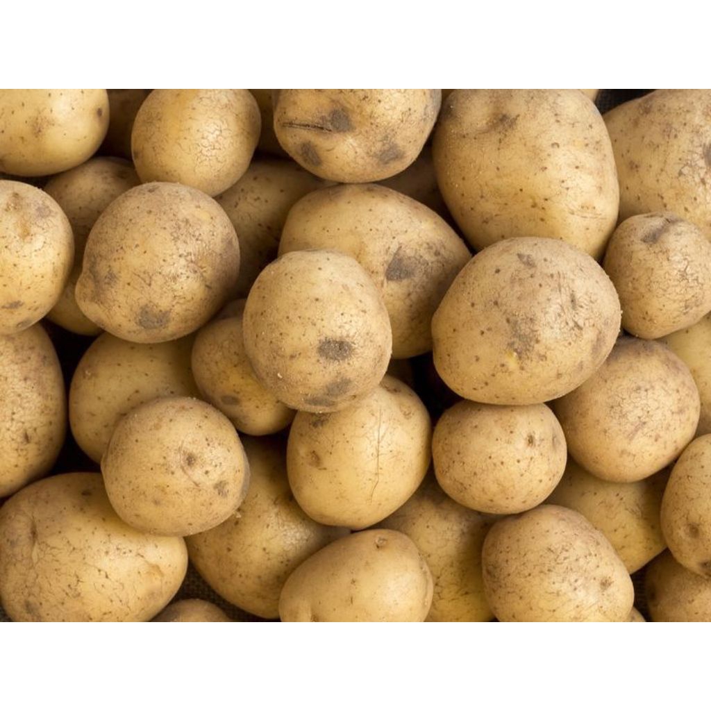 Jual Kentang Lokal Segar 1 kg dengan Kandungan Vitamin Tinggi | Shopee ...