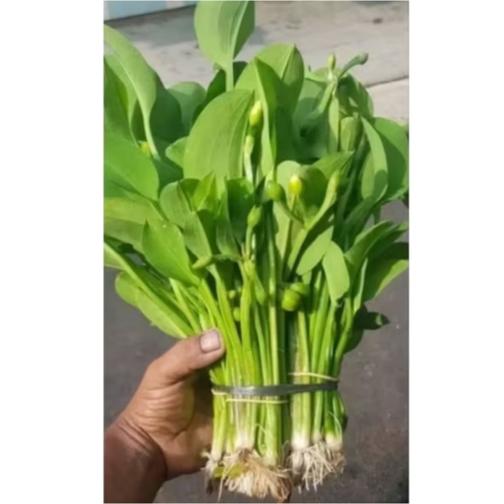 Jual Sayur gendot murah meriah isi 10 pcs | Shopee Indonesia
