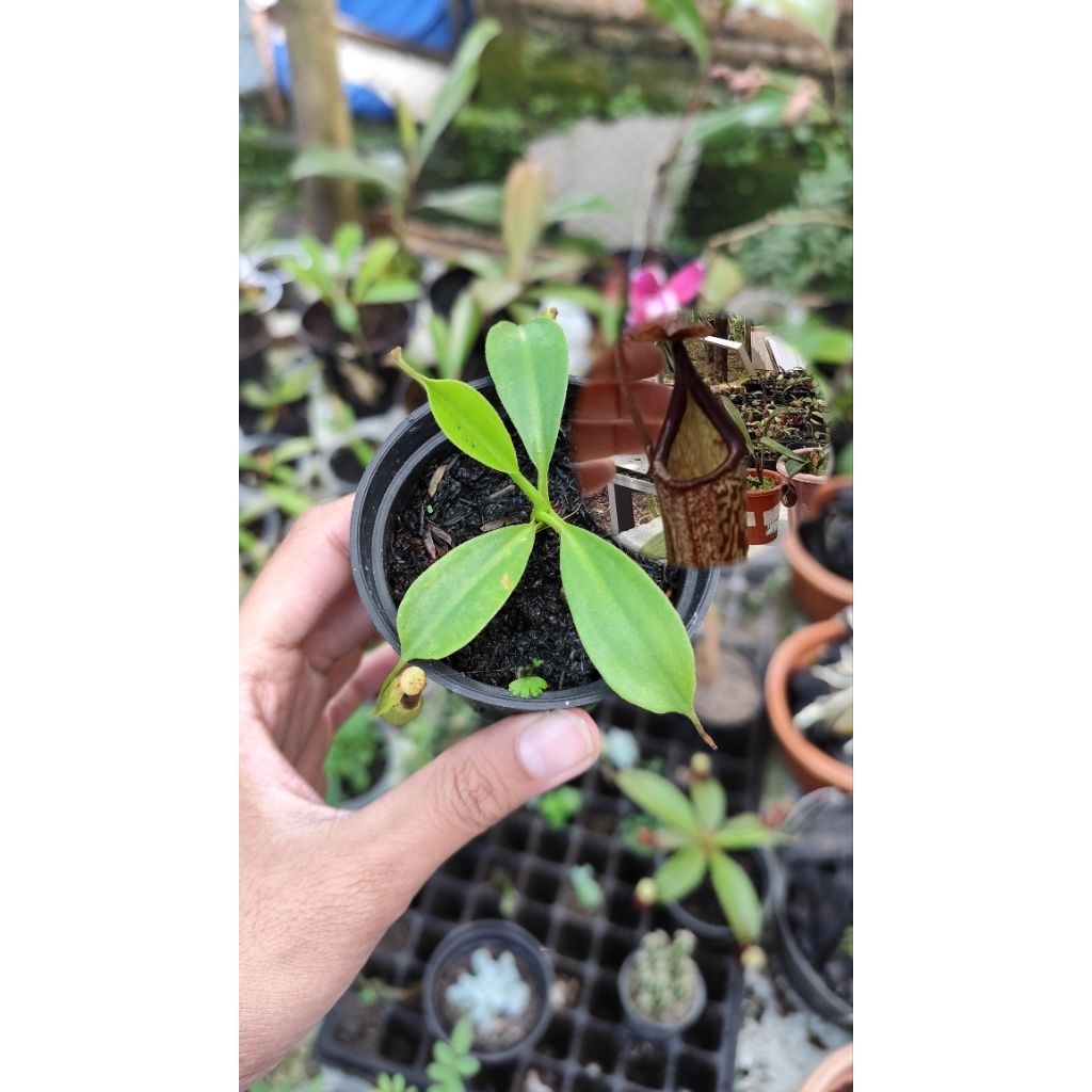 Jual maxima tomohon | Shopee Indonesia