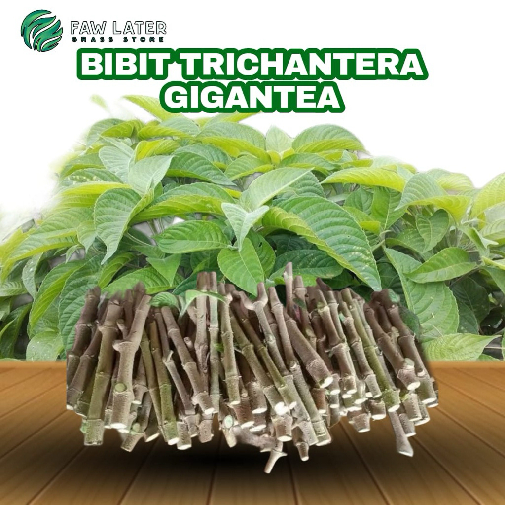 Jual Bibit Trichantera Gigantea Berkualitas Untuk pakan ternak ,tahan ...