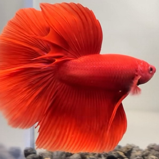 Jual Ikan Cupang Super Red - Warna Merah Solid, Bentuk Ekor Indah ...