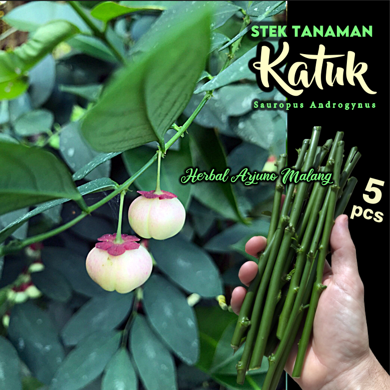 Jual Katuk Mani Cai Cekur Pucuk Manis Stek Batang Tanaman Pohon Sayur ...