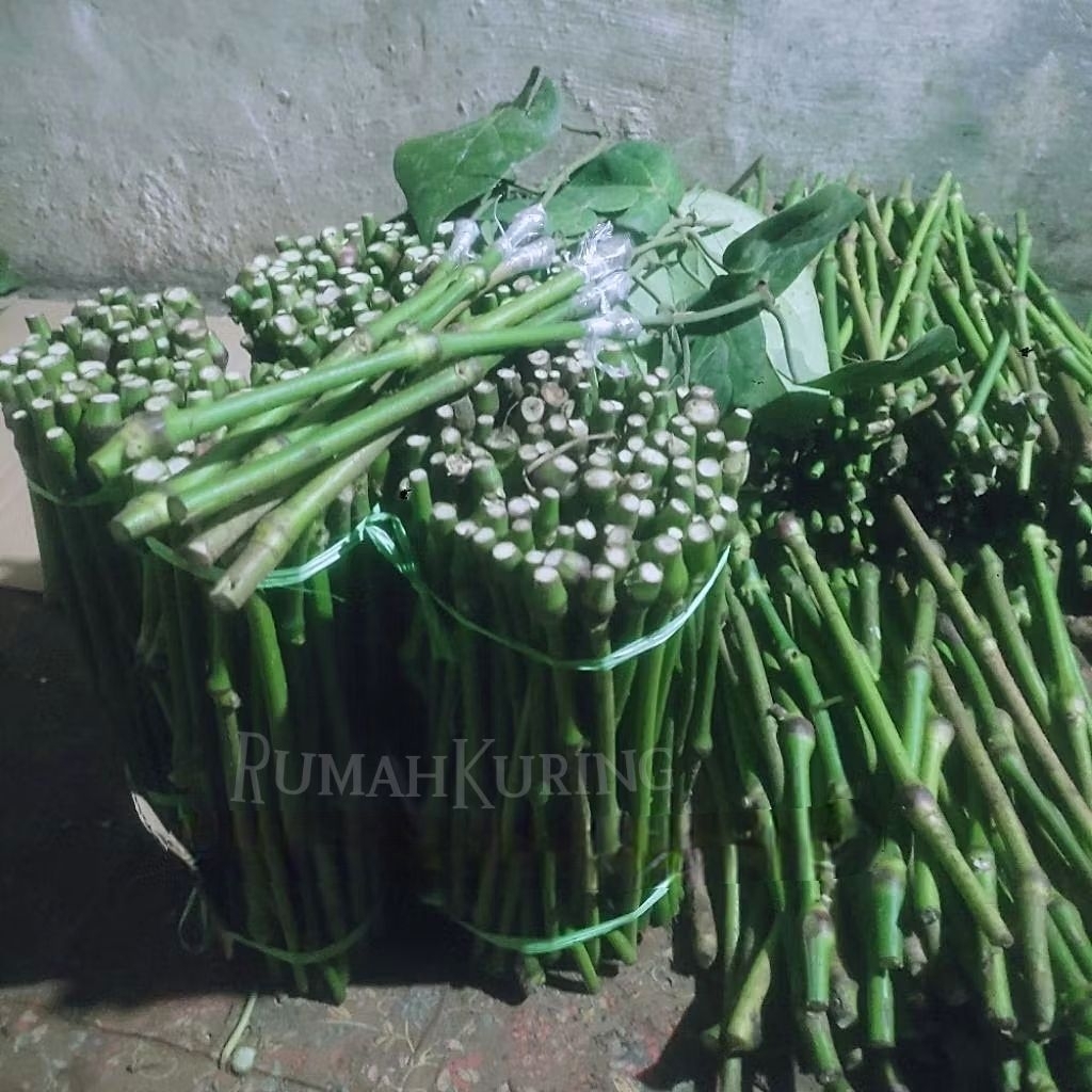 Jual 300 Bibit Benih Melada Lokal Bahan Sambung Lada Merica/Melada ...