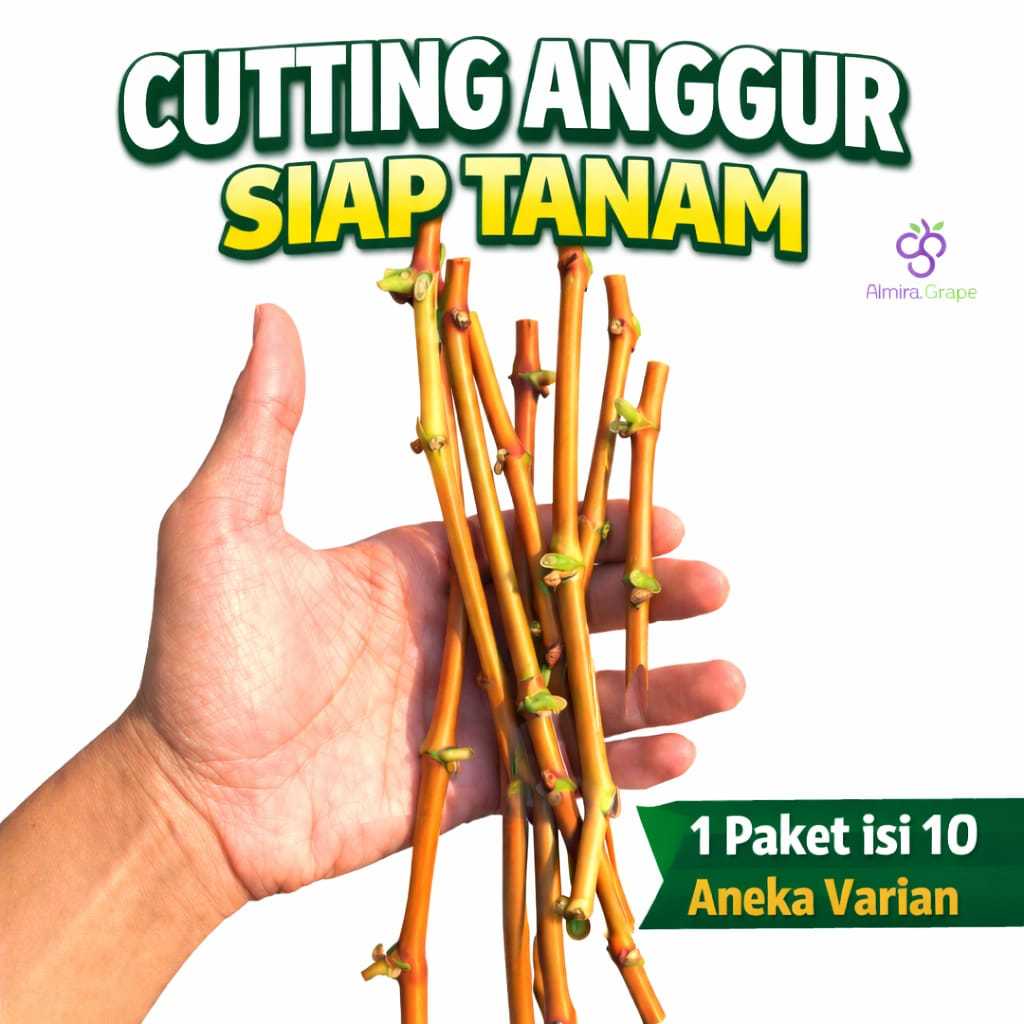 Jual Cutting Anggur Import Aneka Varian ( 1 paket isi 10 ) | Shopee ...