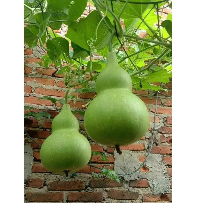 Jual Labu botol/labu unik/labu bentuk botol/labu air segar ukuran ...