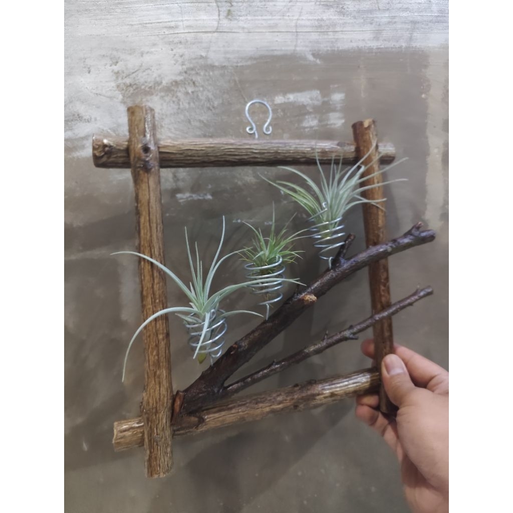 Jual frame display tanaman hias tillandsia nodel kayu natural | Shopee ...