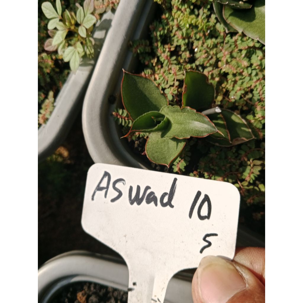 Jual sansevieria 5rb aswad / tanaman lidah mertua murah | Shopee Indonesia