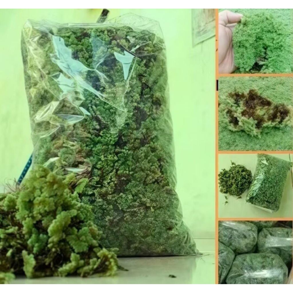 Jual [COD] Bibit Azolla Super Azola Pakan Ternak Unggas Ikan Ayam Bebek ...