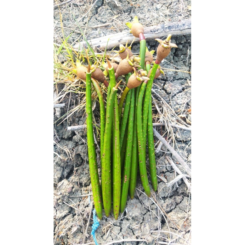 Jual Bibit pohon mangrove merah bakau Rhizophora mangle 10 batang ...