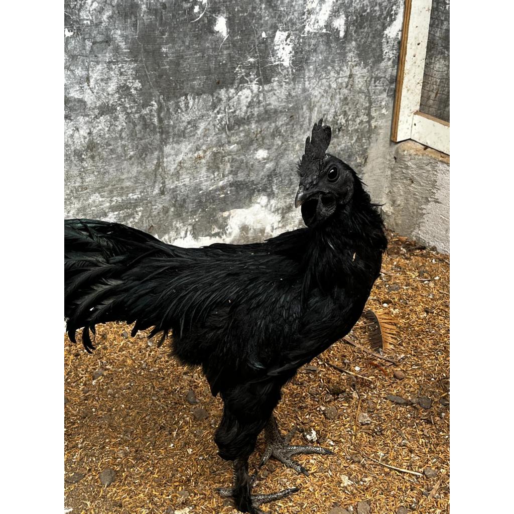 Jual Ayam cemani Super / Ayam cemani jantan / Ayam kapas | Shopee Indonesia