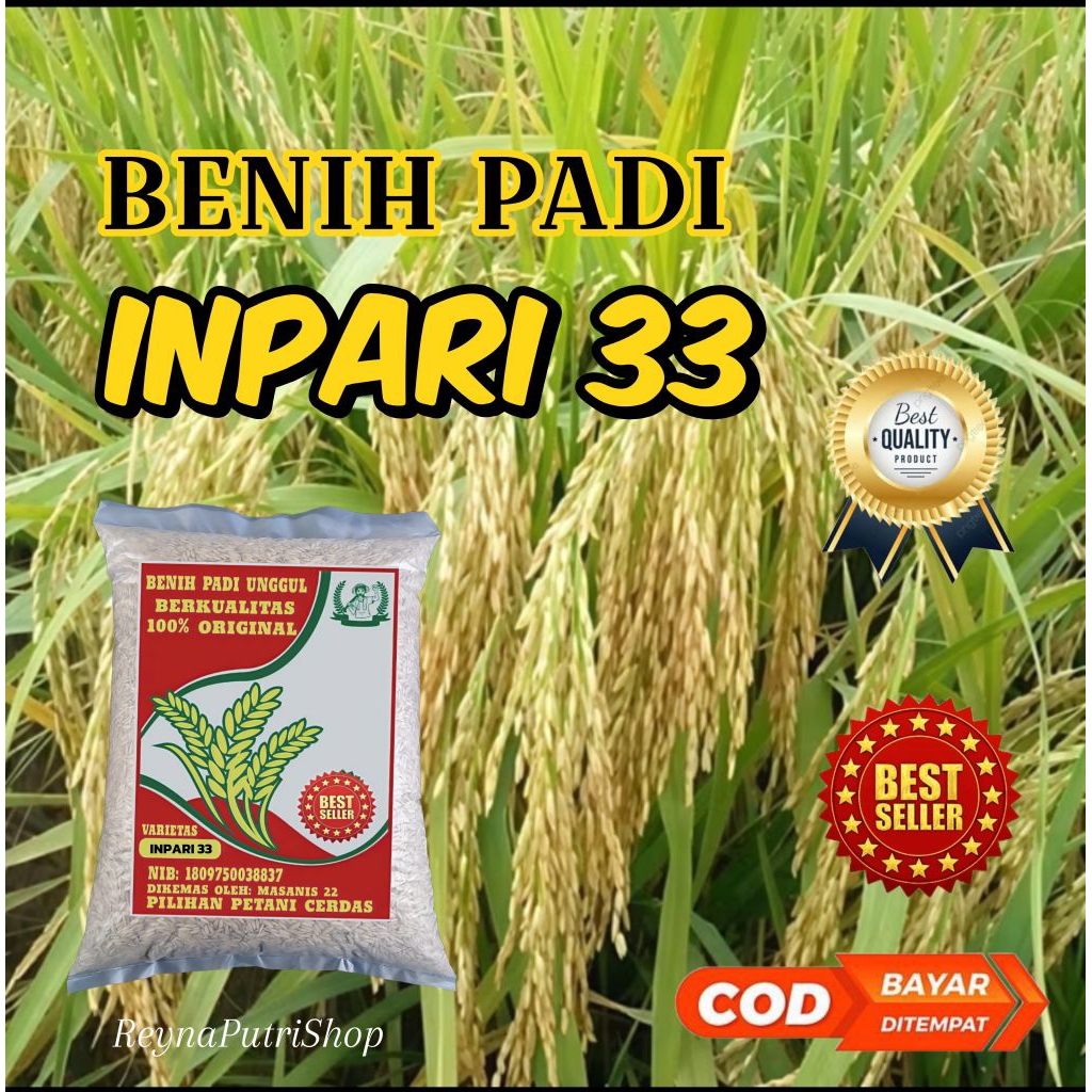 Jual (2kg) Benih padi inpari 33 bibit pilihan petani | Shopee Indonesia
