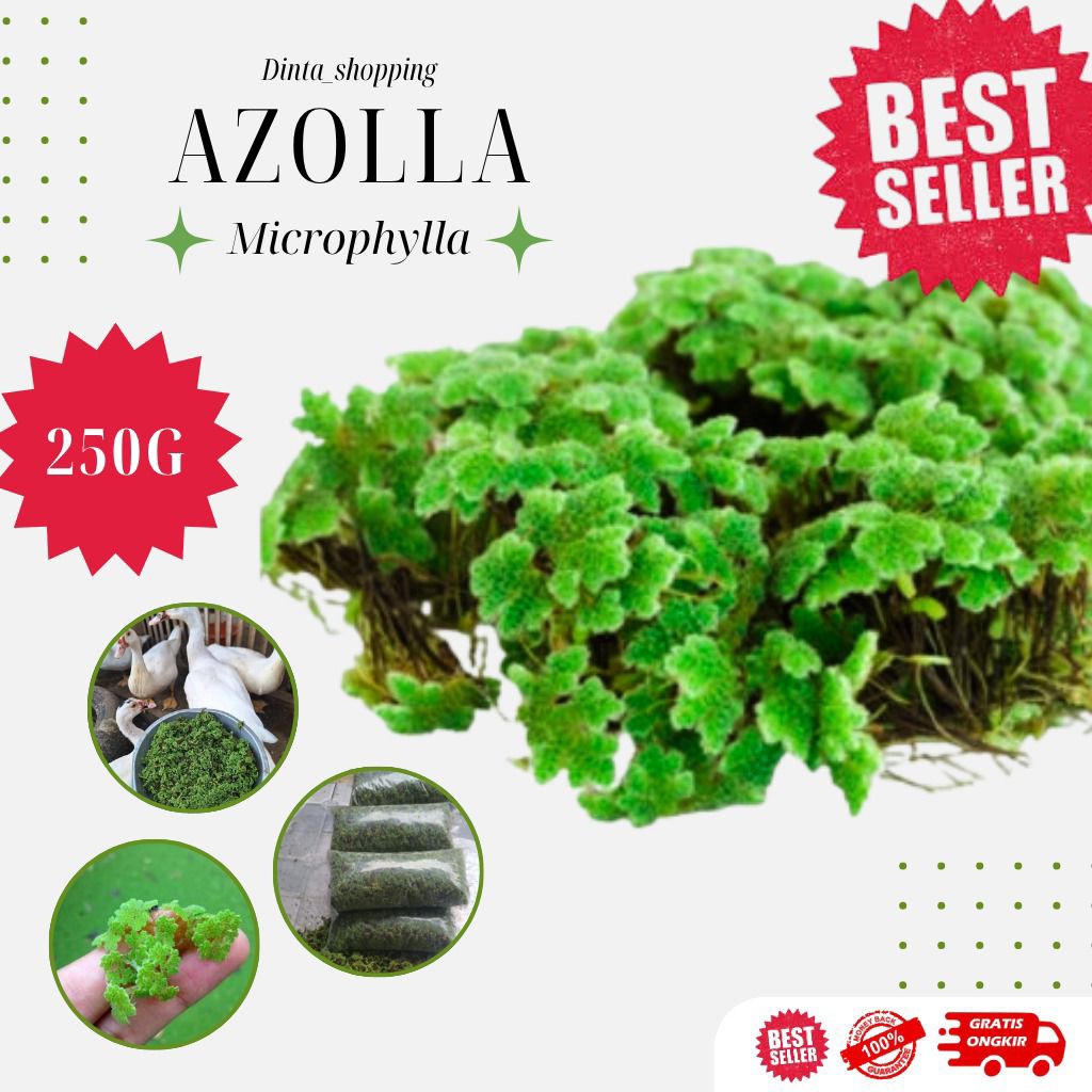 Jual Bibit Azolla Microphylla Segar 250g Pakan Ikan Unggas dan Ternak ...