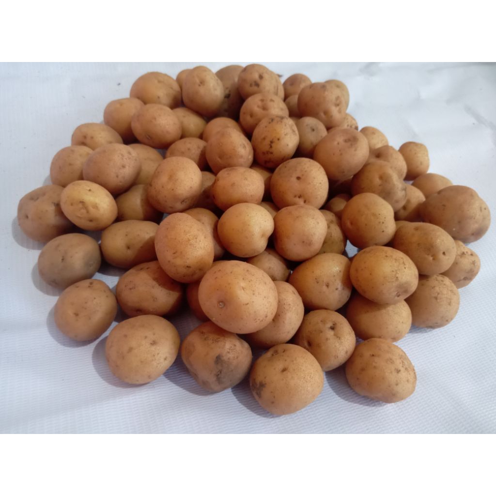 Jual kentang baby 1kg/kentang ukuran kecil/ares/rendang | Shopee Indonesia