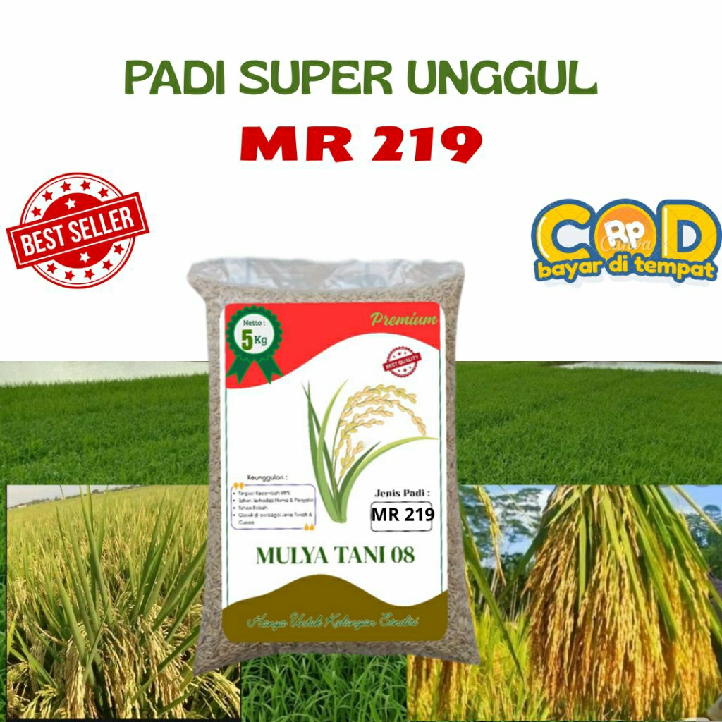 Jual BENIH PADI SUPER MR219 KUWALITAS UNGGUL KEMASAN5KG | Shopee Indonesia
