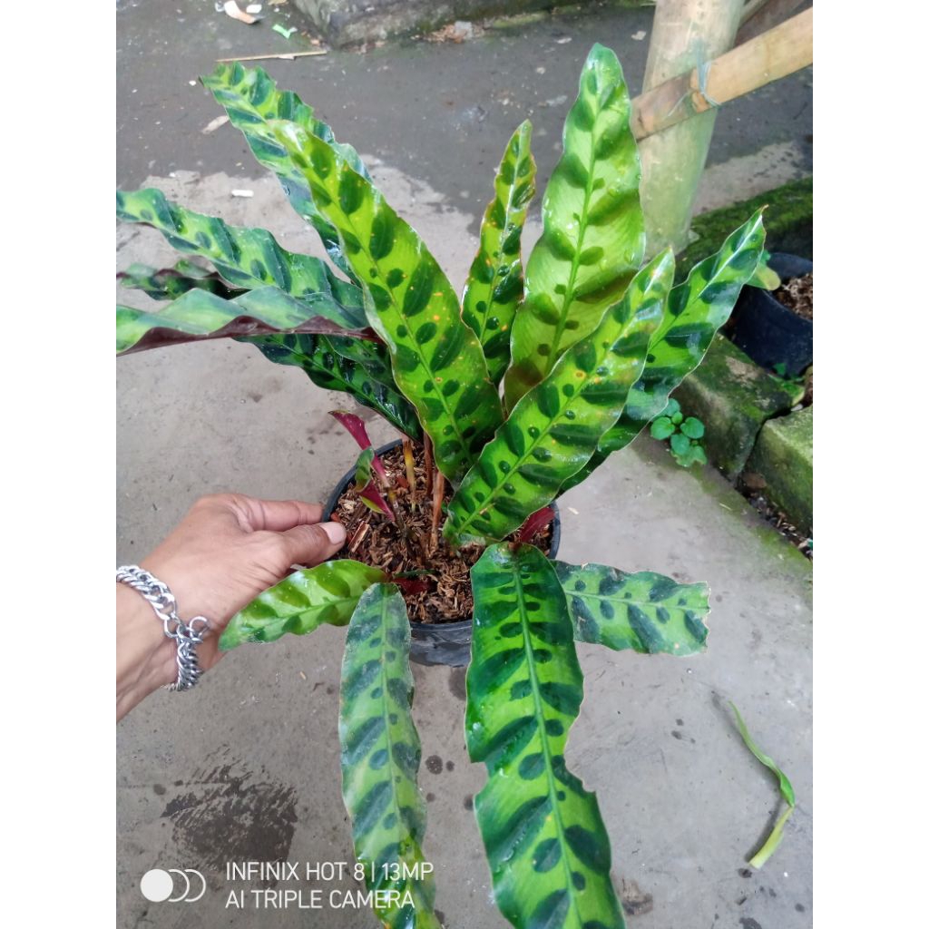 Jual tanaman jenis calathea merak/bulu ayam | Shopee Indonesia