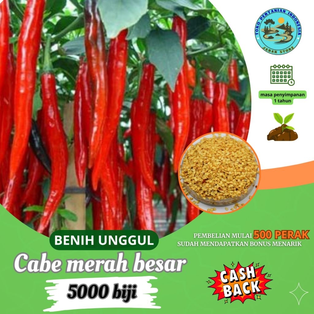 Jual (5000 butir) Benih Cabe merah besar lokal kualitas unggul mudah di ...