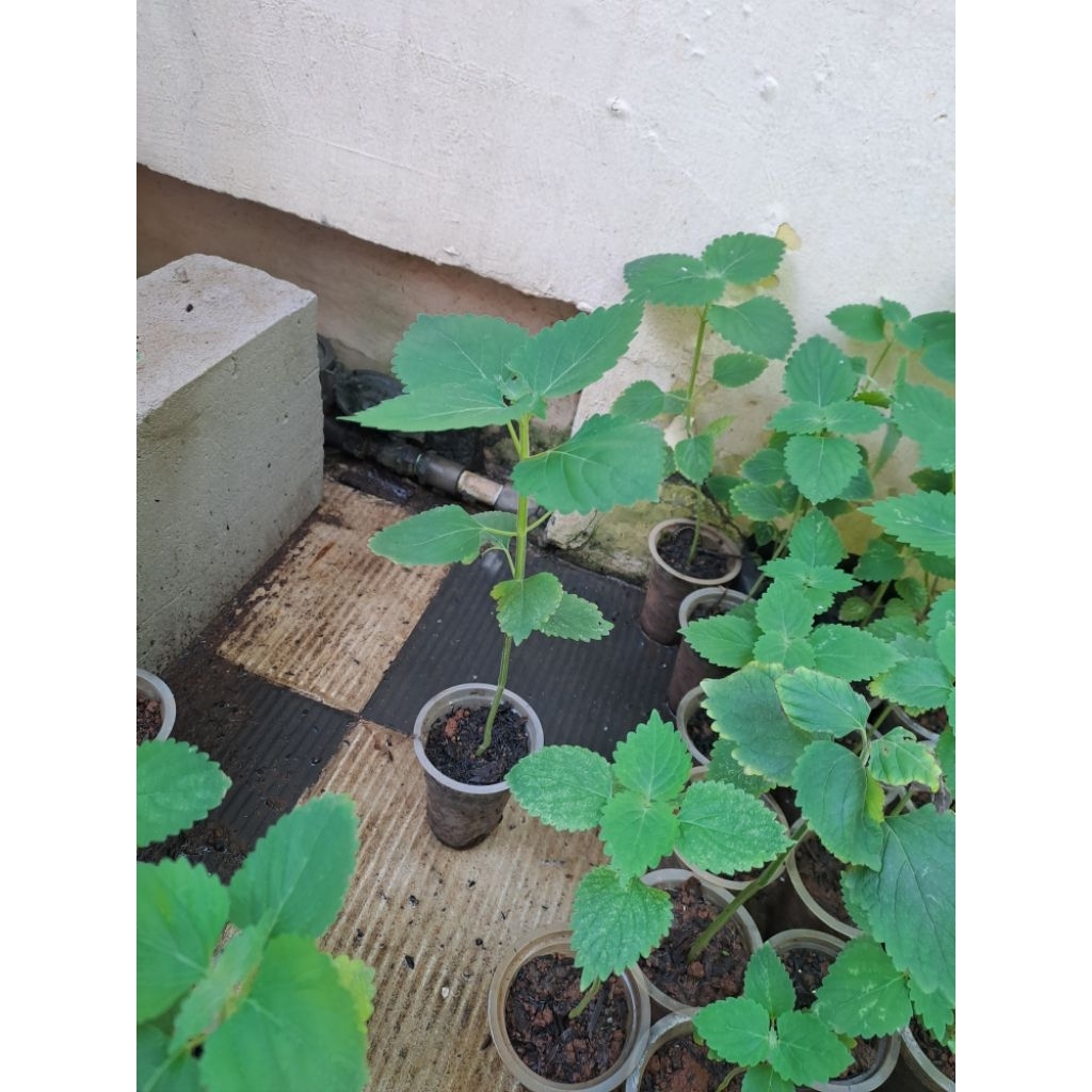 Jual Pohon Matcho( pohon buak chao)Daun Mat Cho Maco Macau Obat Suci ...
