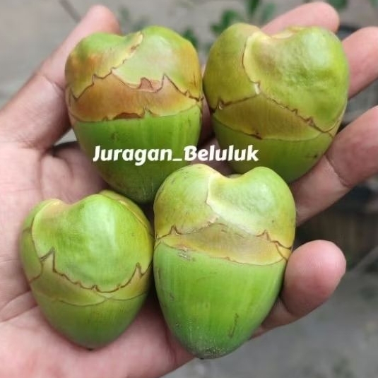 Jual Paket 1Kg Bluluk Pentil Kelapa Muda Kecil Tembuluk Obat Herbal ...
