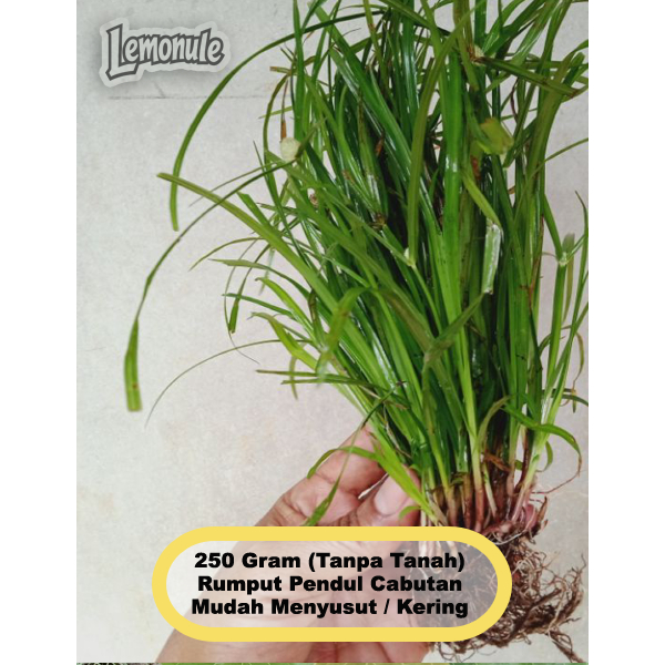 Jual Rumput Jukut Pendul 1 Ikat (250 Gram) dengan Akar Segar | Shopee ...