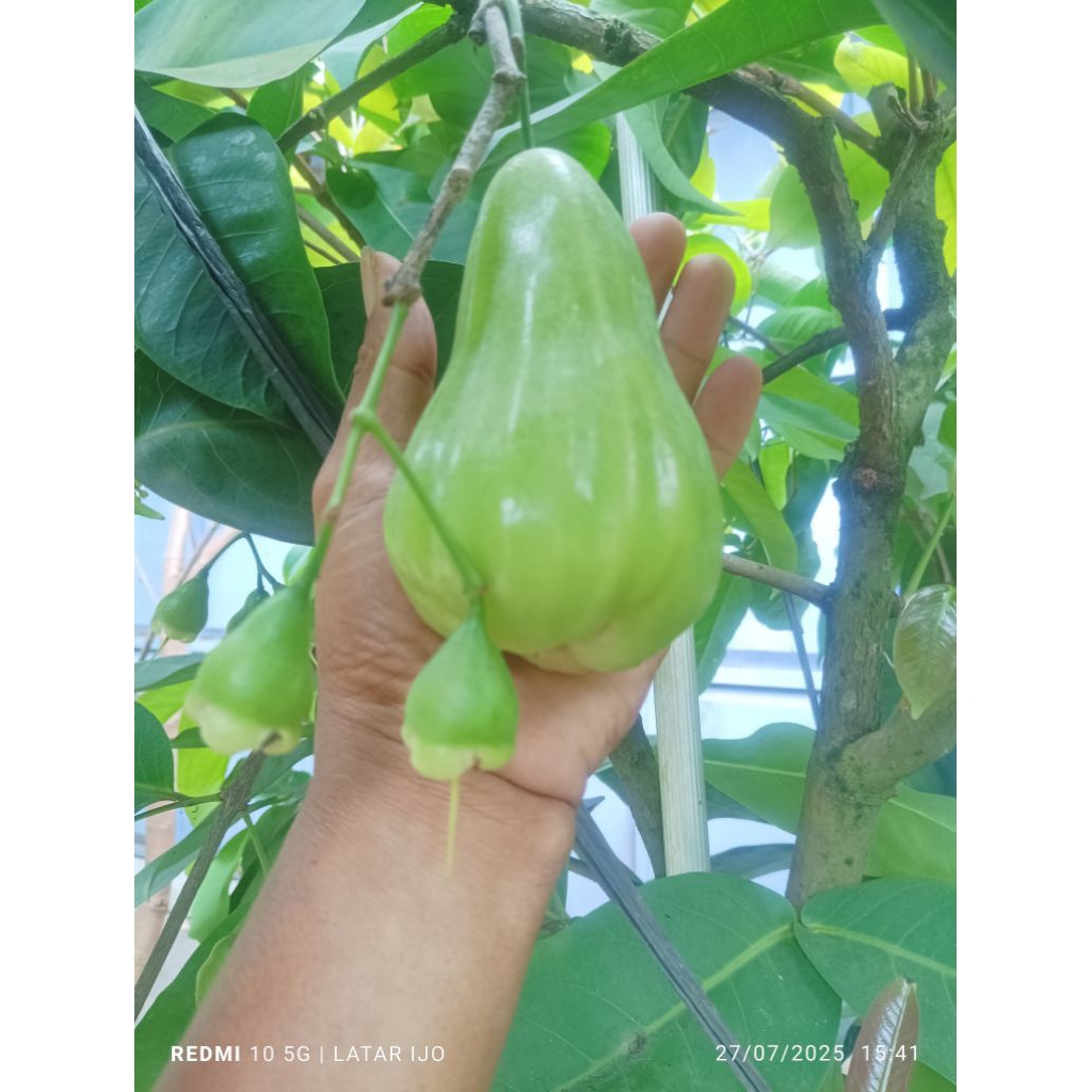 Jual Cangkokan jambu green giant/buto ijo full media | Shopee Indonesia
