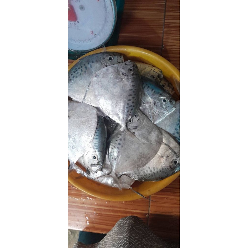 Jual Ikan Semar Bagong Pecok Beku RJ Fish | Shopee Indonesia