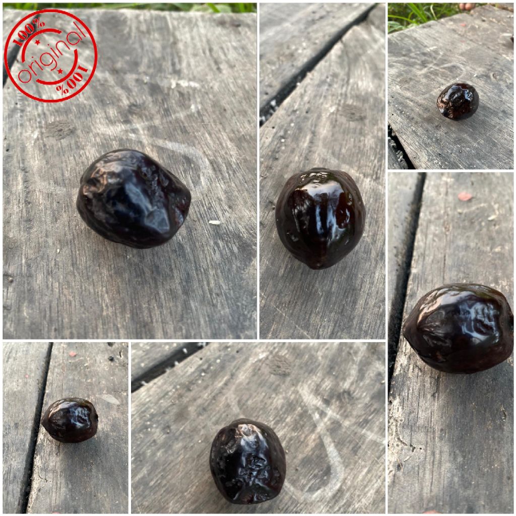 Jual Muncang kemiri aduan jenis Jalim Ma Nini | Shopee Indonesia