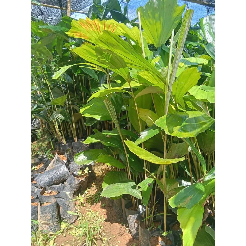 Jual Bibit Pohon Aren Genjah Kualitas Unggulan Siap Tanam | Shopee ...