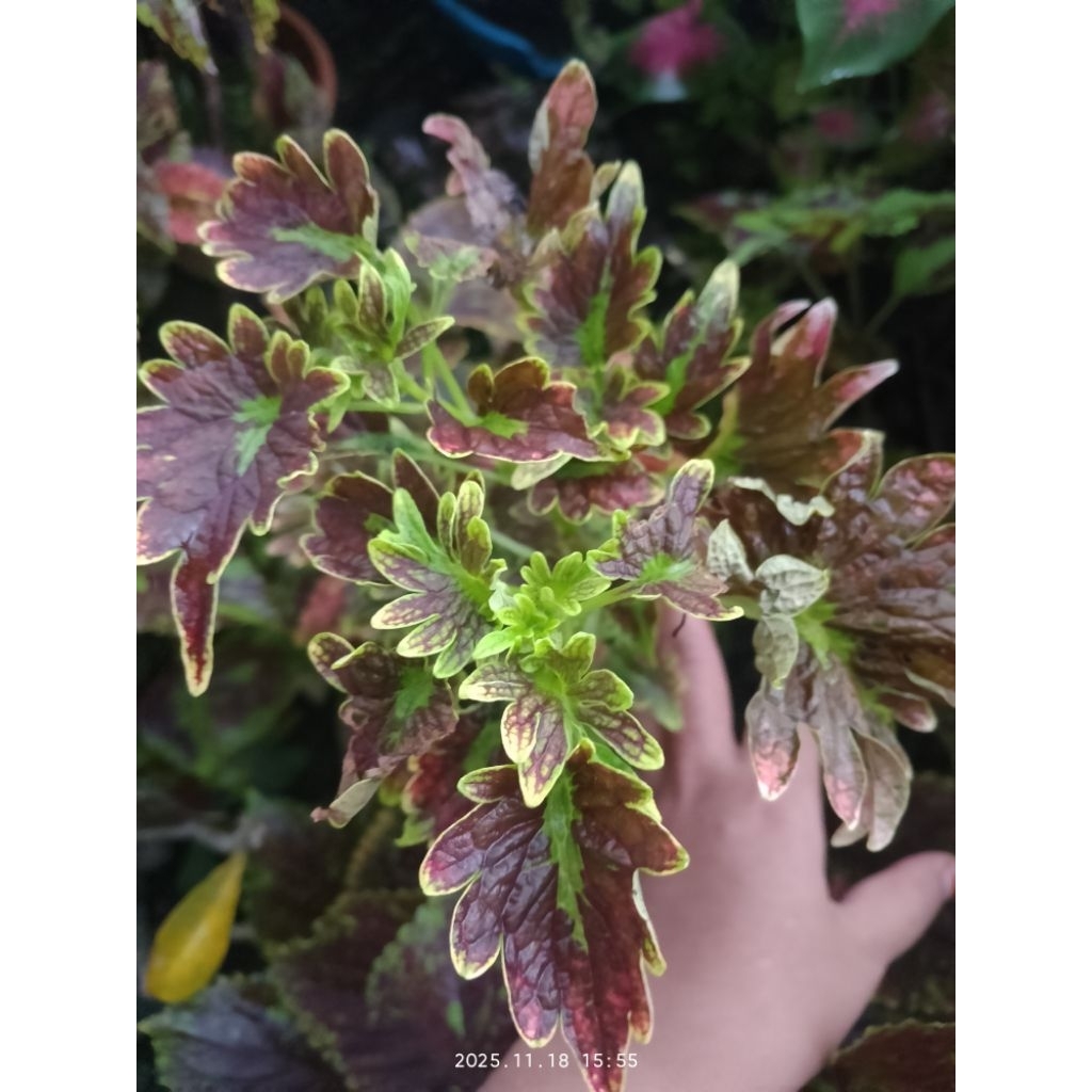Jual miana / iler /coleus - tanaman hias | Shopee Indonesia