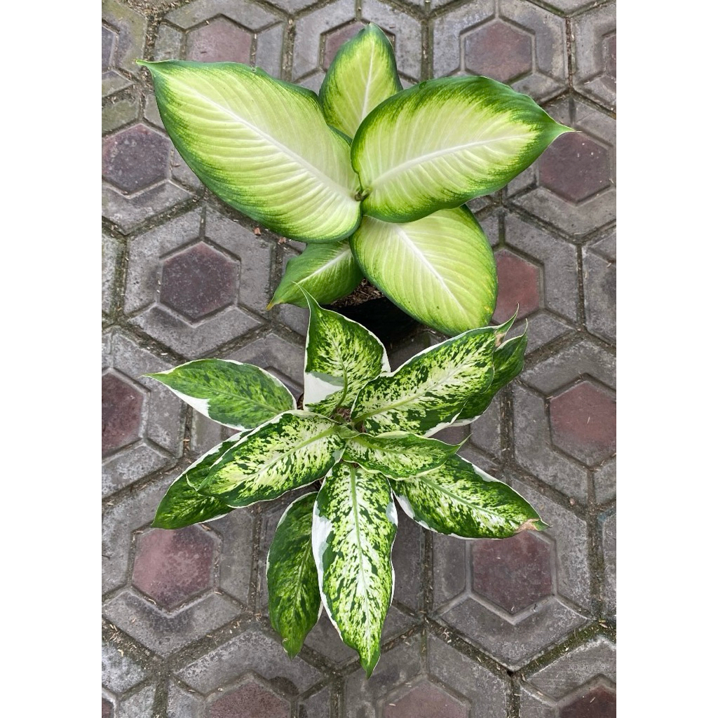 Jual Diven tisu tanaman - tanaman hias diven lukisan cinta - tanaman ...