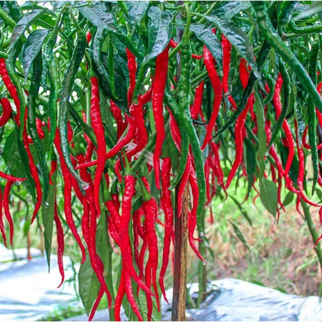 Jual CABE MERAH BESAR - 20 Biji / Benih / bibit CABE MERAH BESAR ...